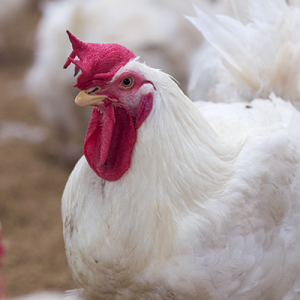 Act 36 – AFMA - AFMA